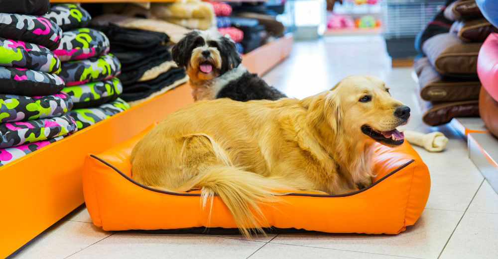 Should Your Retail Store Become Pet Friendly? Why Some Retailers Are ...